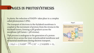 ⭐Biochemistry presentation photosynthesis | PPTX