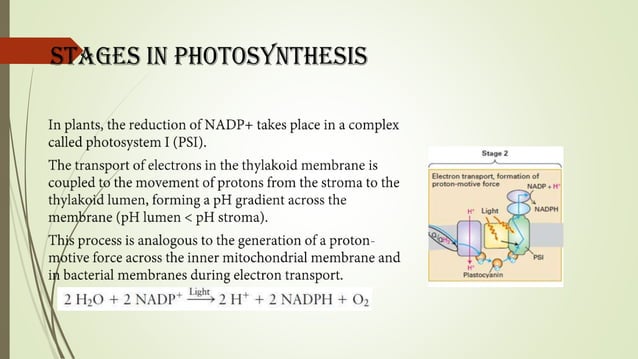 ⭐Biochemistry presentation photosynthesis | PPT