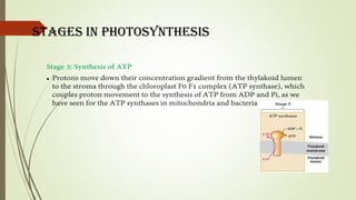 ⭐Biochemistry presentation photosynthesis | PPTX