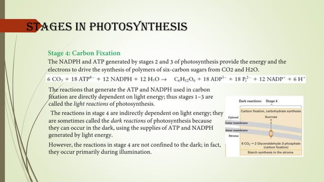⭐Biochemistry presentation photosynthesis | PPT