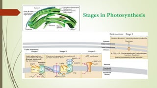 ⭐Biochemistry presentation photosynthesis | PPTX