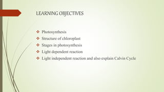 ⭐Biochemistry presentation photosynthesis | PPTX