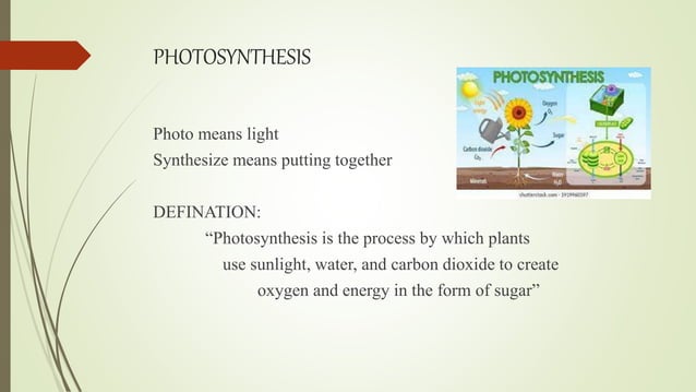 ⭐Biochemistry presentation photosynthesis | PPT