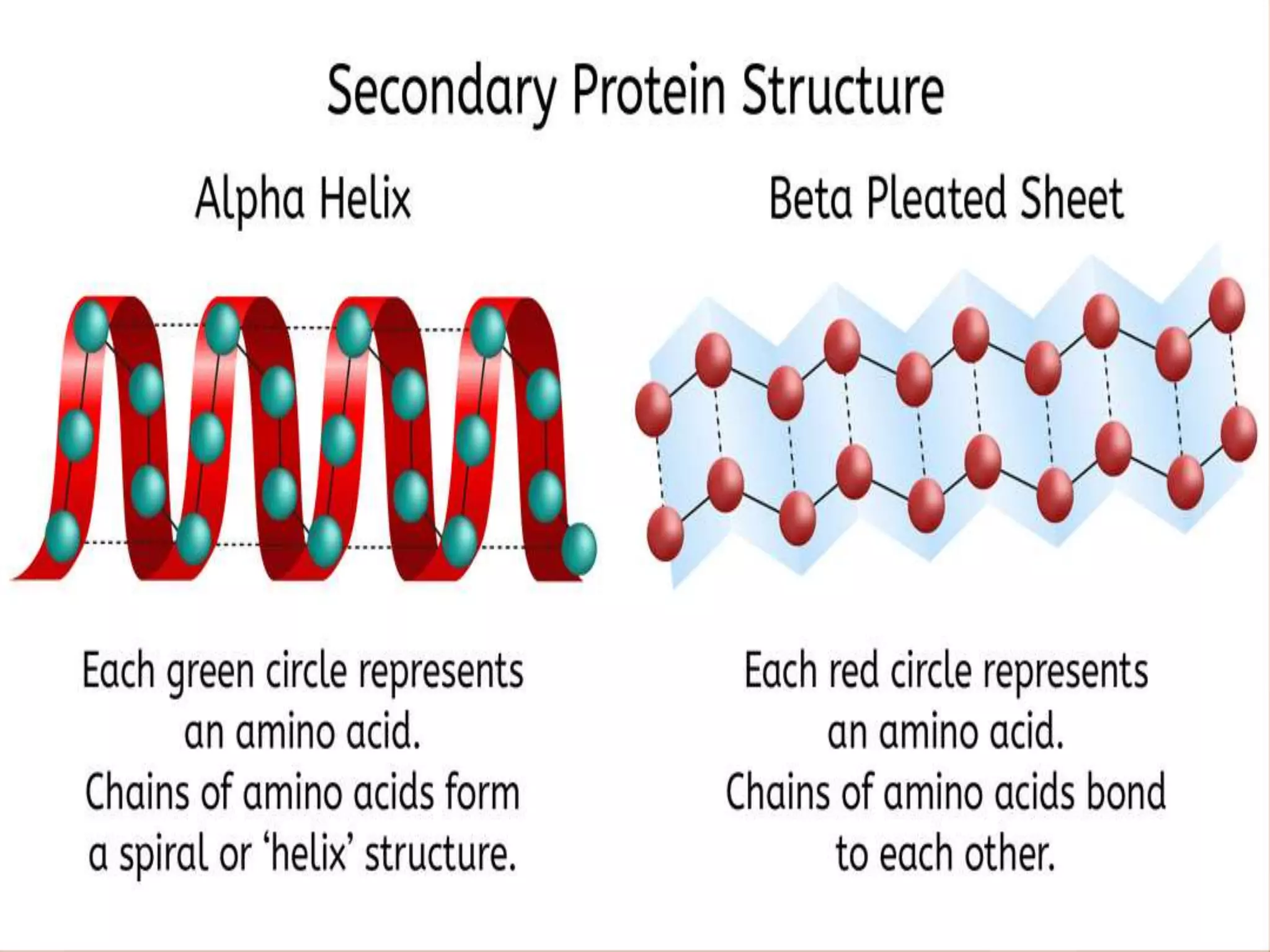 Structure Of Protein Pptx 9314