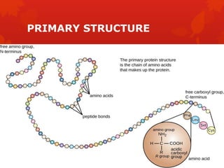 Structure of protein | PPTX