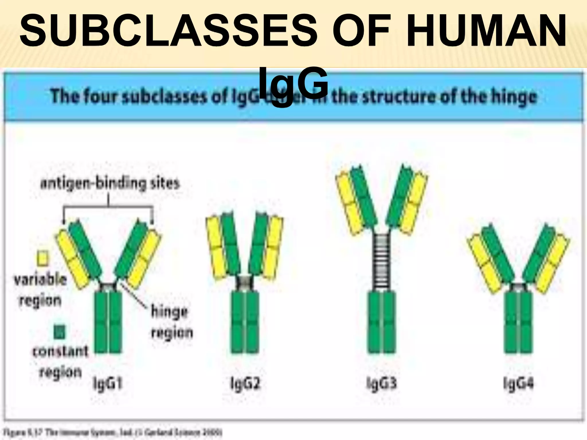 IMMUNOGLOBULINS G- STRUCTURE OF IgG MOLECULE | PPTX