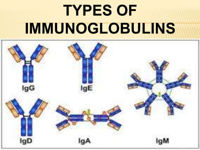 IMMUNOGLOBULINS G- STRUCTURE OF IgG MOLECULE | PPT