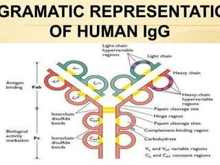 IMMUNOGLOBULINS G- STRUCTURE OF IgG MOLECULE | PPTX