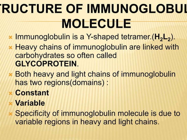 IMMUNOGLOBULINS G- STRUCTURE OF IgG MOLECULE | PPT