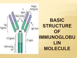 IMMUNOGLOBULINS G- STRUCTURE OF IgG MOLECULE | PPTX