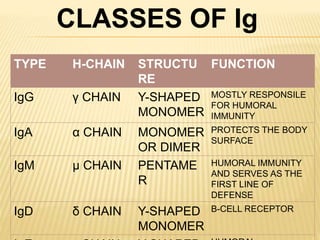 IMMUNOGLOBULINS G- STRUCTURE OF IgG MOLECULE | PPTX