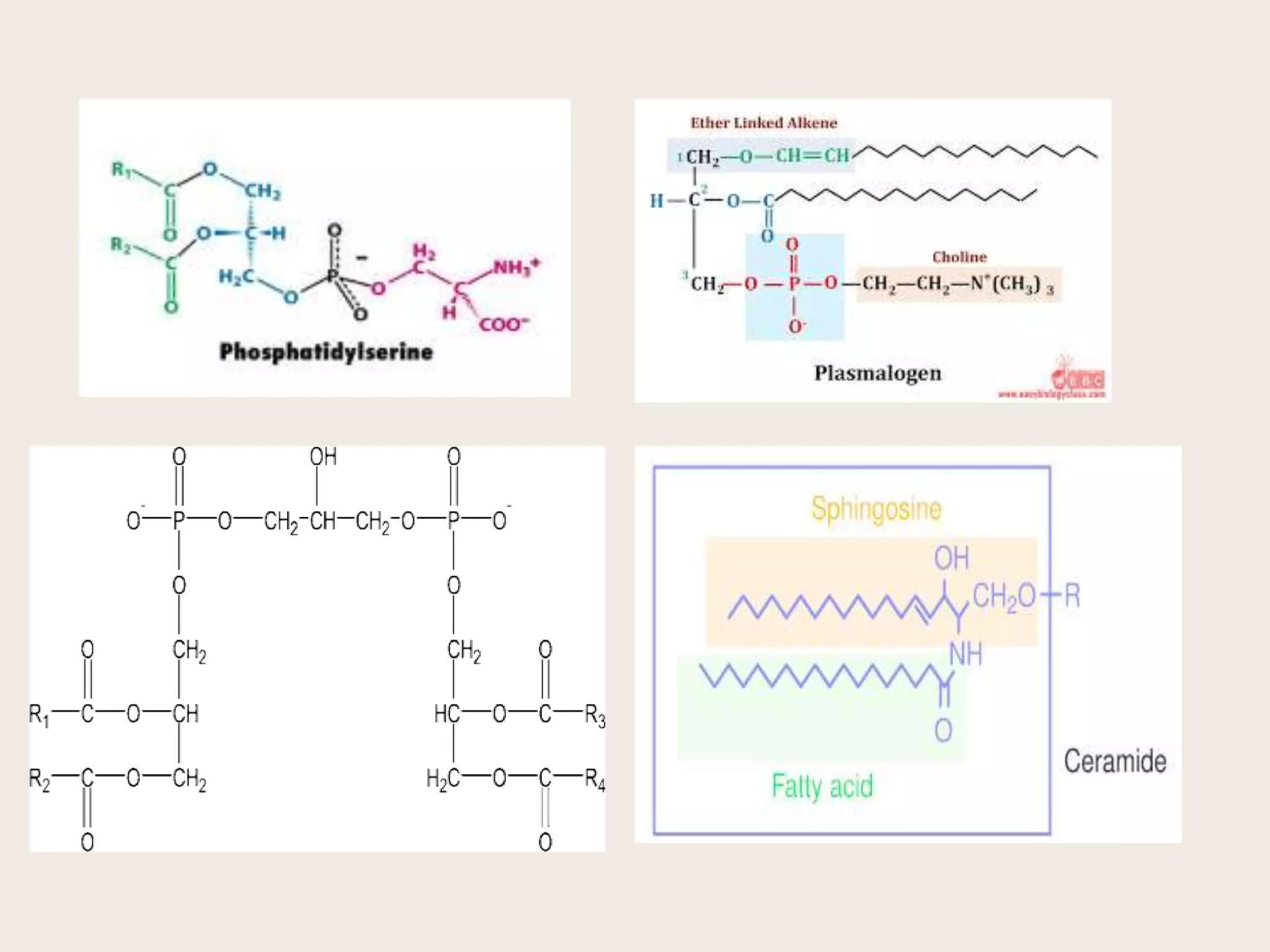 Lipids - Biochemistry | PPTX