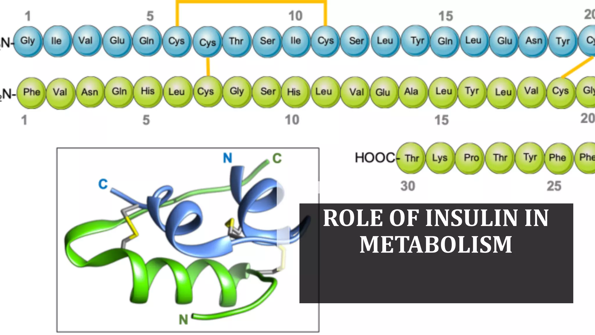biochemistry- Role of insulin in metabolism- PHYSIOLOGICAL ACTION OF ...