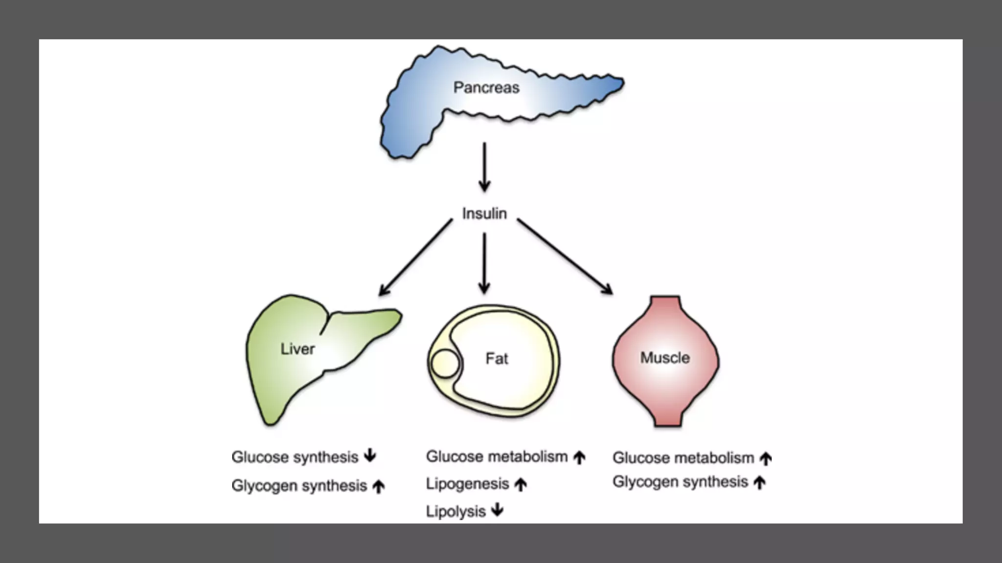 biochemistry- Role of insulin in metabolism- PHYSIOLOGICAL ACTION OF ...