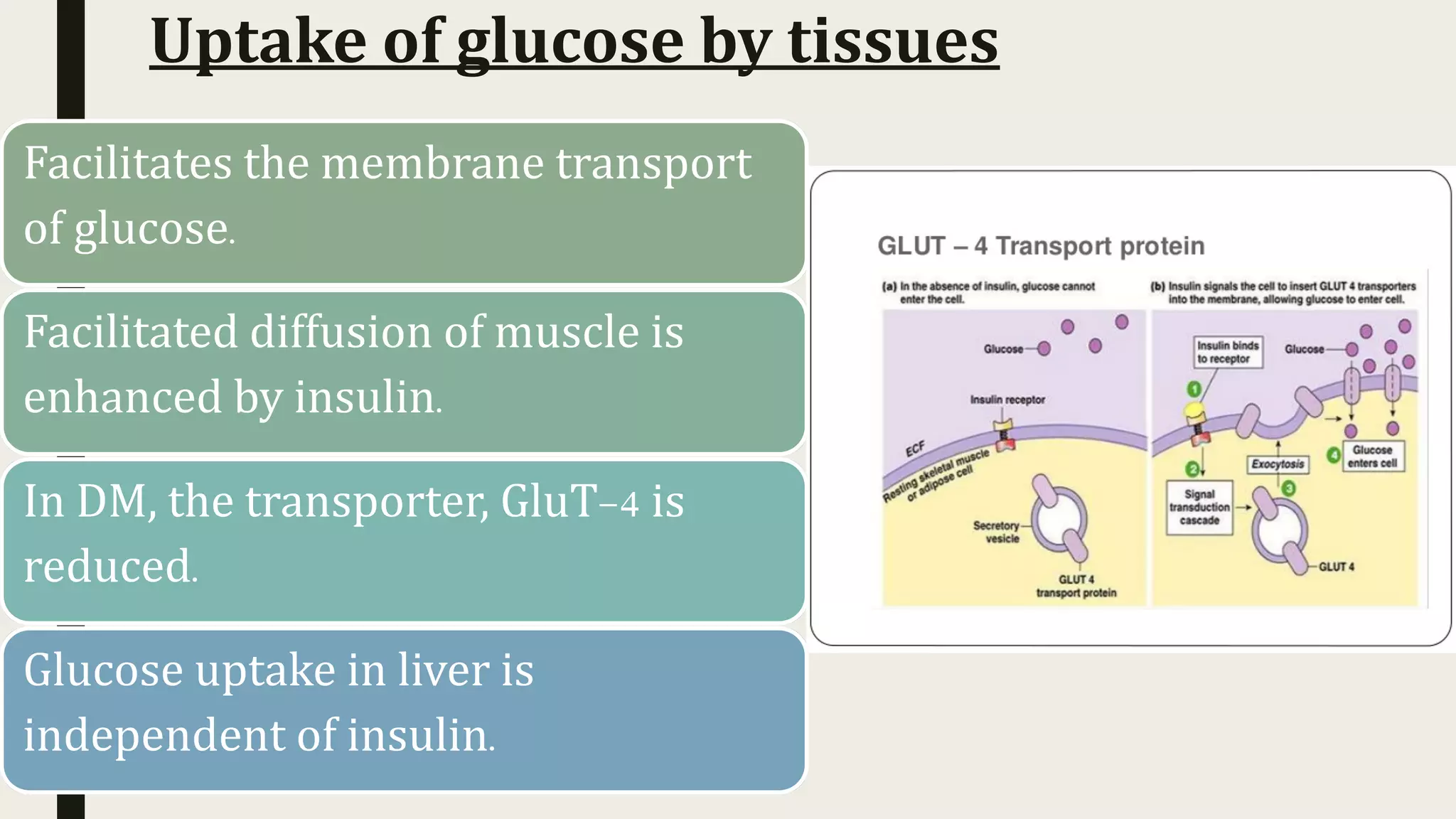 biochemistry- Role of insulin in metabolism- PHYSIOLOGICAL ACTION OF ...