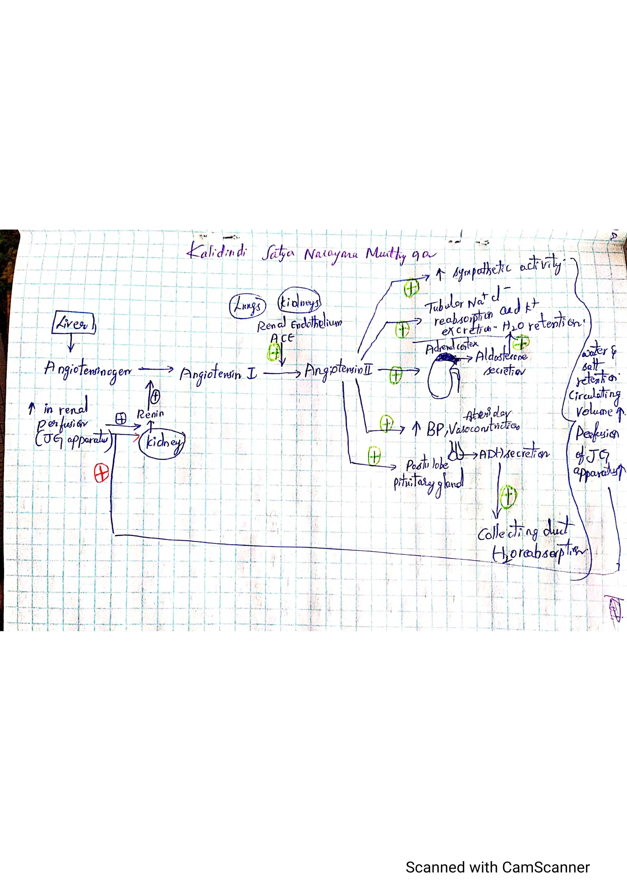 Biochemistry topic 15 (kidneys)(Satya Kalidindi 9a).pdf