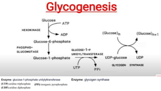GBSN - Biochemistry (Unit 10) Metabolism of Carbohydrates | PPTX