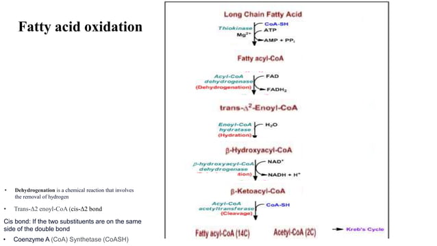 GBSN - Biochemistry (Unit 11) Metabolism of Fats | PPT