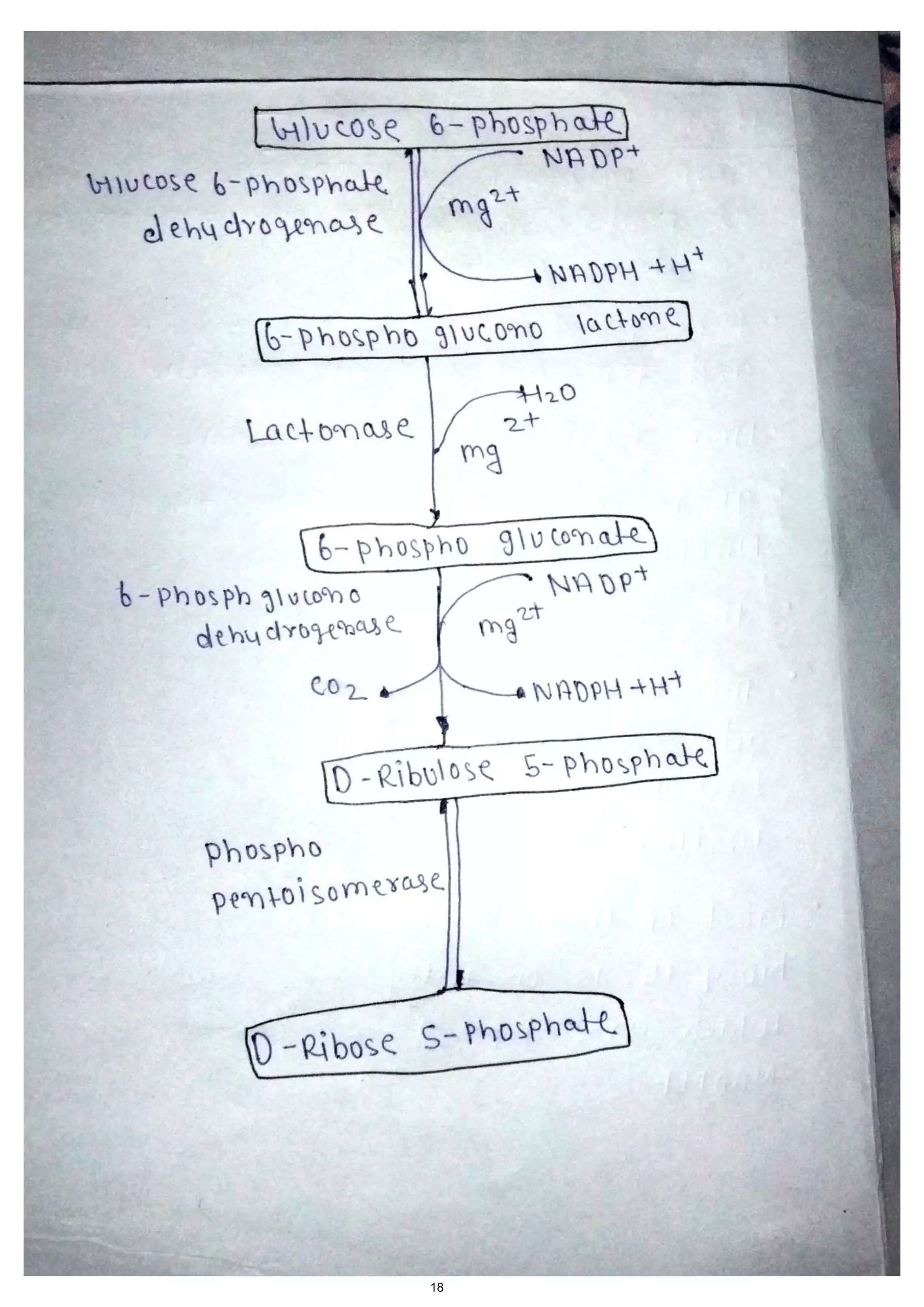 Carbohydrate metabolism, Biological oxidation, Biochemistry unit 2 b ...