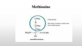 GBSN - Biochemistry (Unit 6) Chemistry of Proteins | PPTX