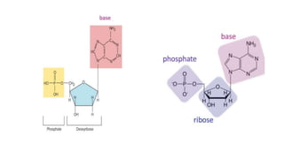 GBSN - Biochemistry (Unit 7) Nucleic acid and nucleotide | PPT