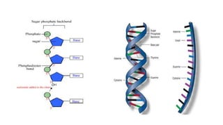 GBSN - Biochemistry (Unit 7) Nucleic acid and nucleotide | PPT
