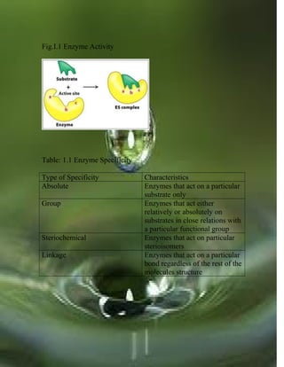 Enzymes | DOC | Chemistry | Science
