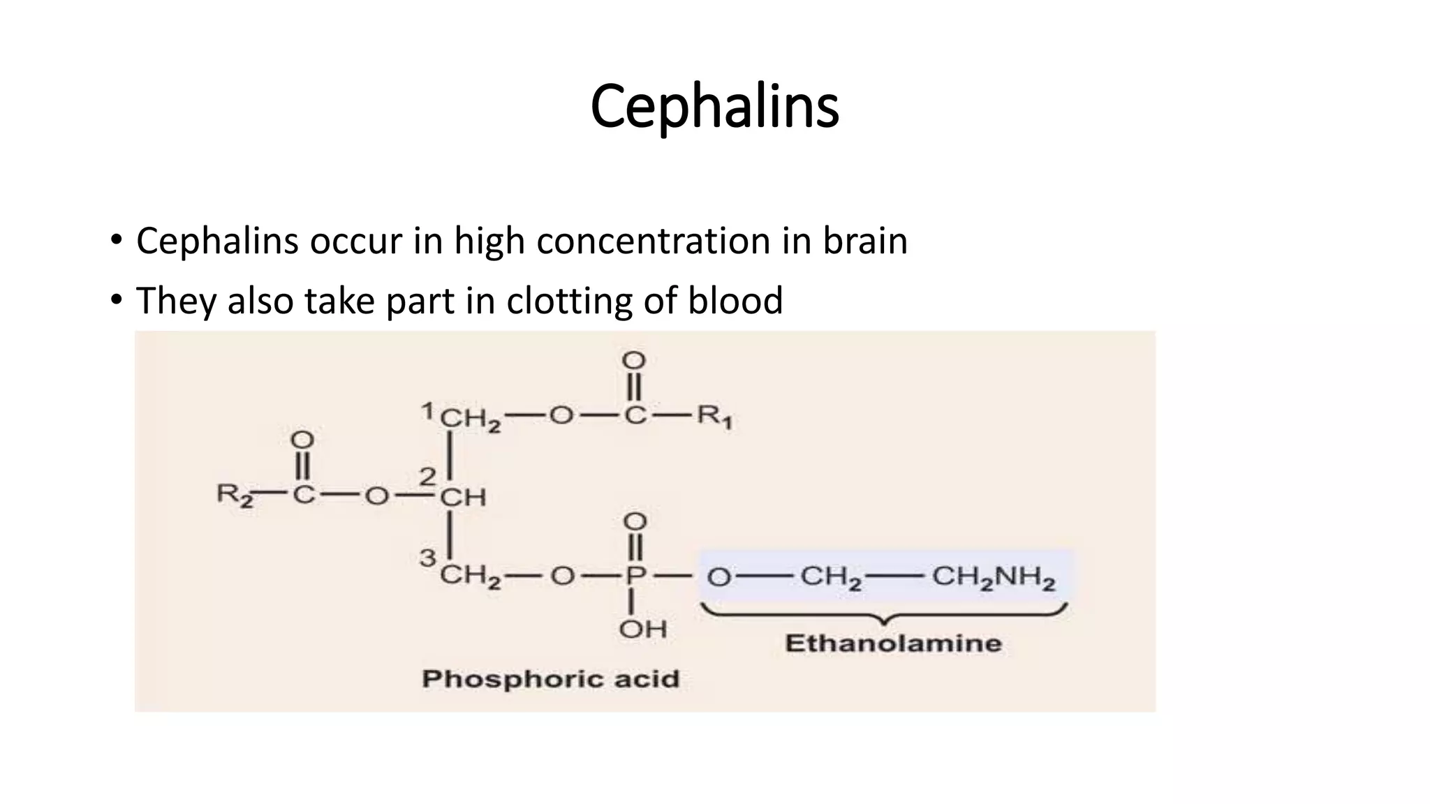 Biochem lec 19 25 lipids | PPTX