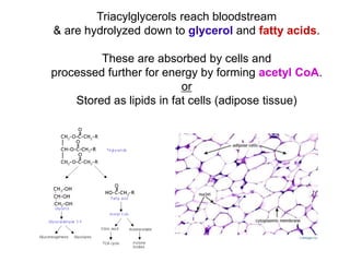 Biochem lipid metabolism | PPT