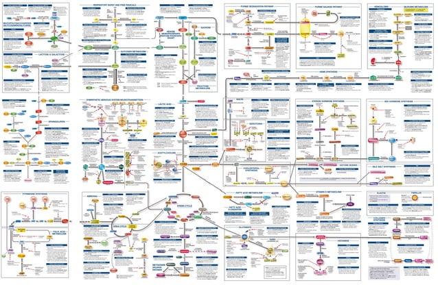 BioChem_Map.pdf