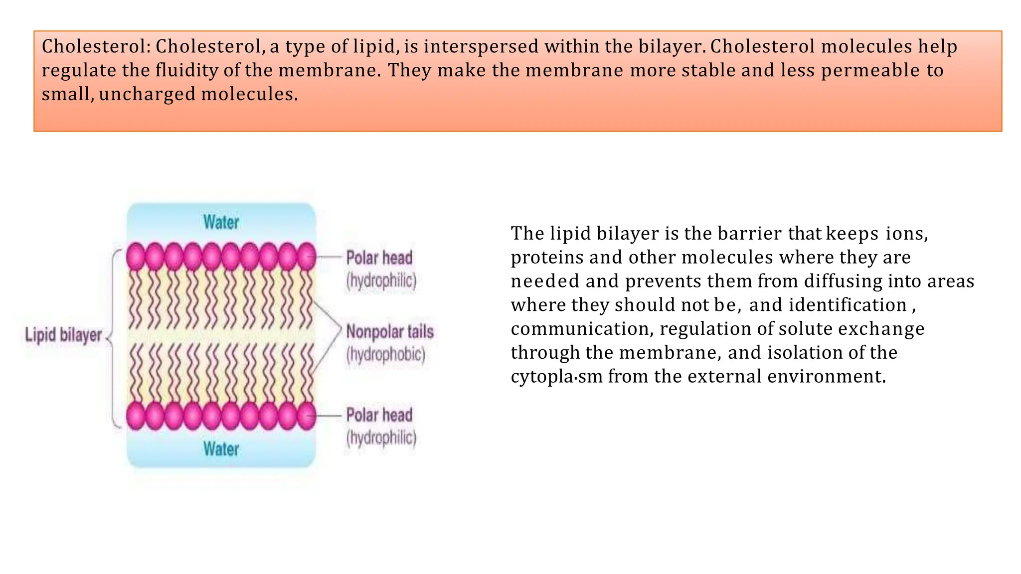 Biochem PPT final.pptx bioorganic chemistry | PPTX