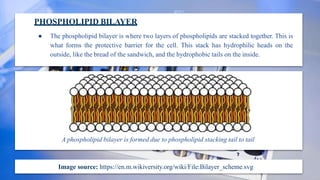 Biochem PPT final.pptx bioorganic chemistry | PPTX