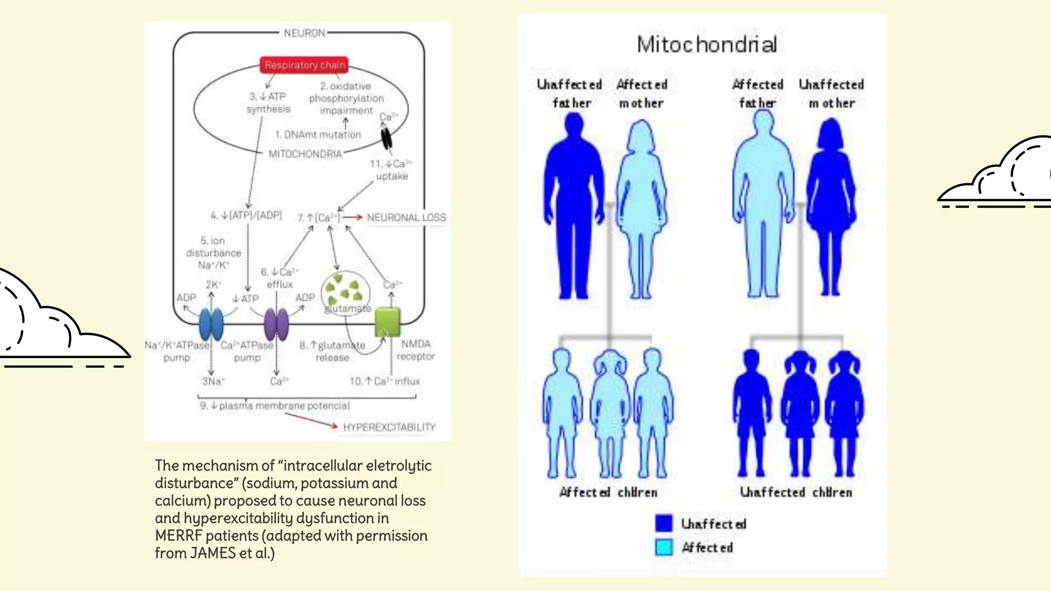 mitochondrial. disease.pptx