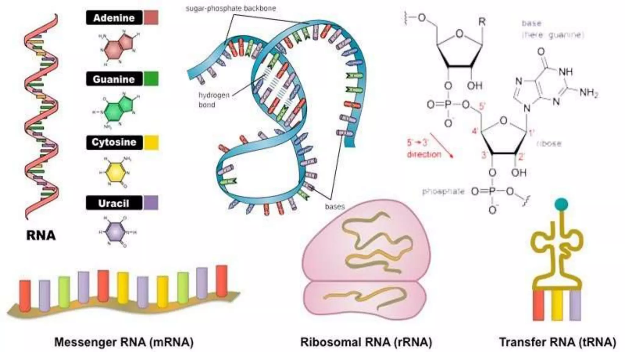 Nucleic Acids Biochemistry (DNA & RNA) | PPTX