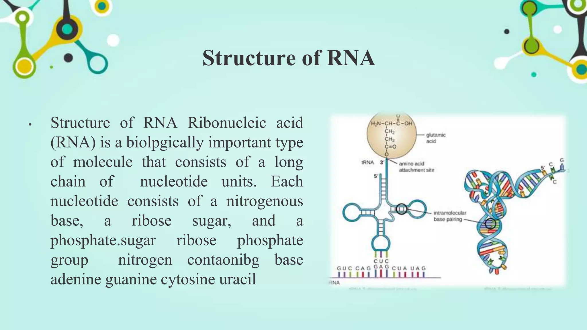 Nucleic Acids Biochemistry (DNA & RNA) | PPTX