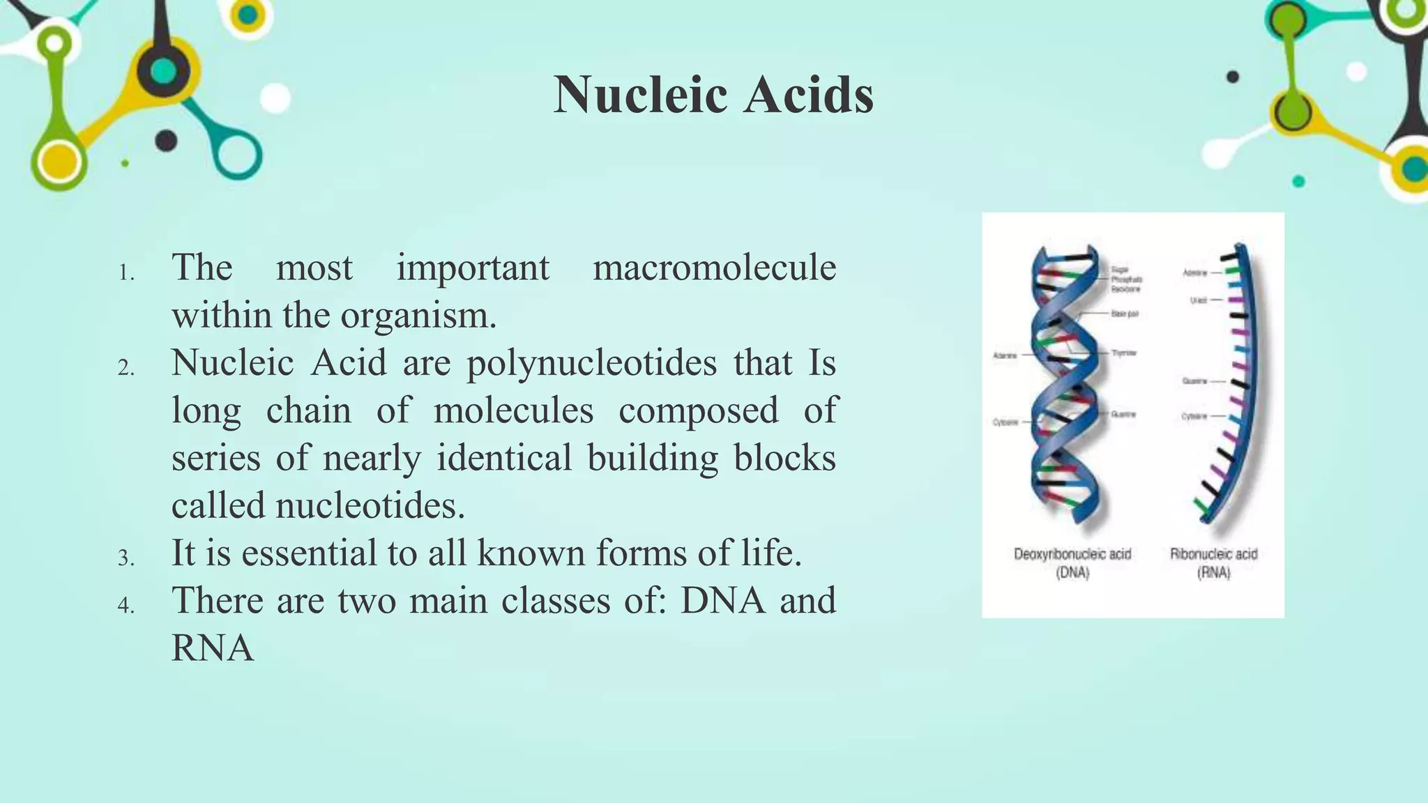 Nucleic Acids Biochemistry (DNA & RNA) | PPTX