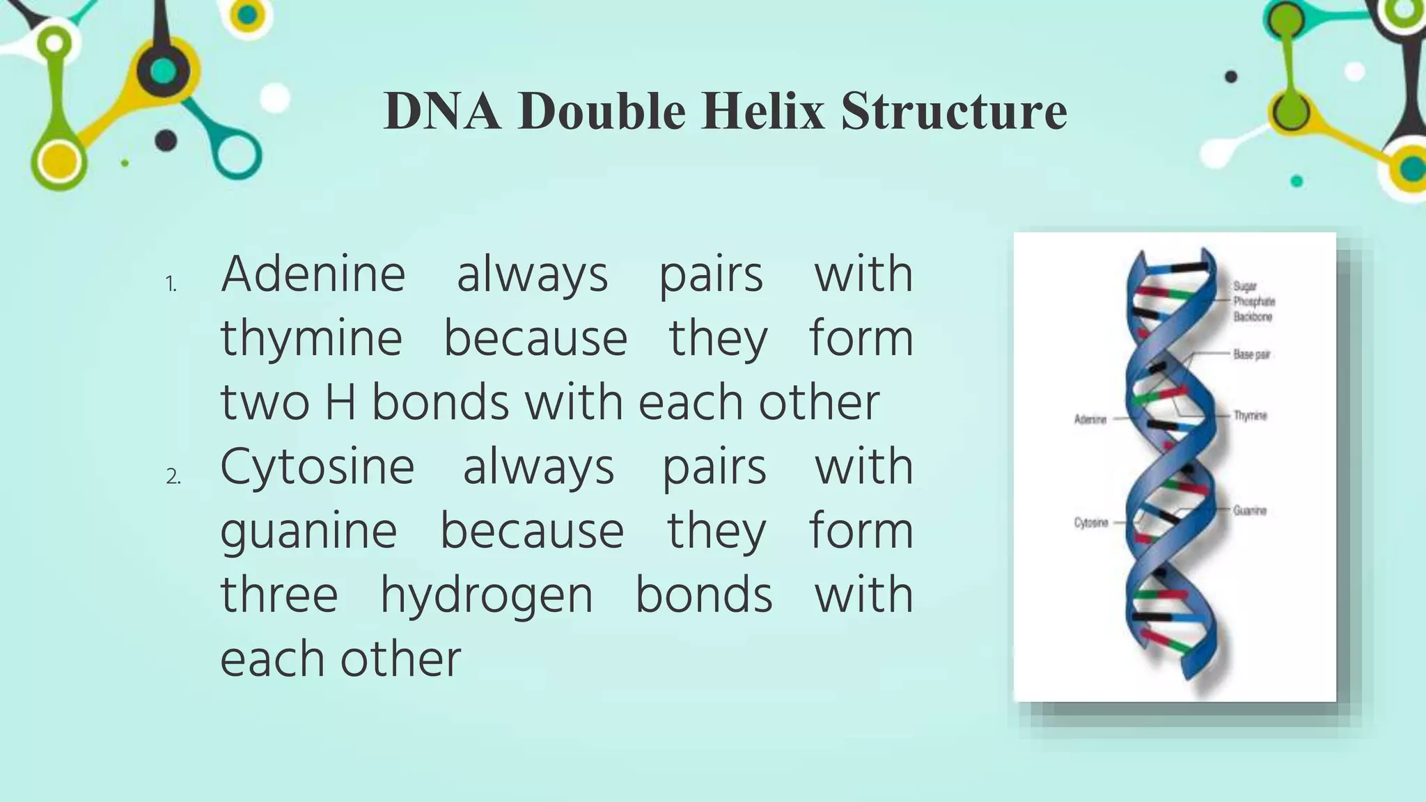 Nucleic Acids Biochemistry (DNA & RNA) | PPTX