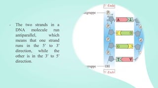 Nucleic Acids Biochemistry (DNA & RNA) | PPTX