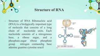 Nucleic Acids Biochemistry (DNA & RNA) | PPTX