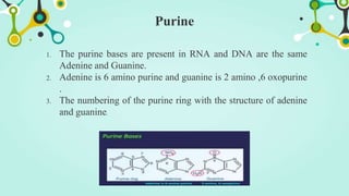 Nucleic Acids Biochemistry (DNA & RNA) | PPTX