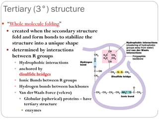 Biochem PROTEINS.pdf