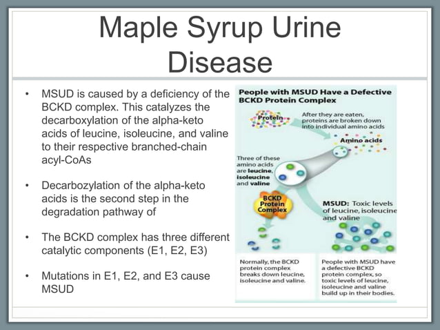 Maple Syrup Urine Disease | PPTX