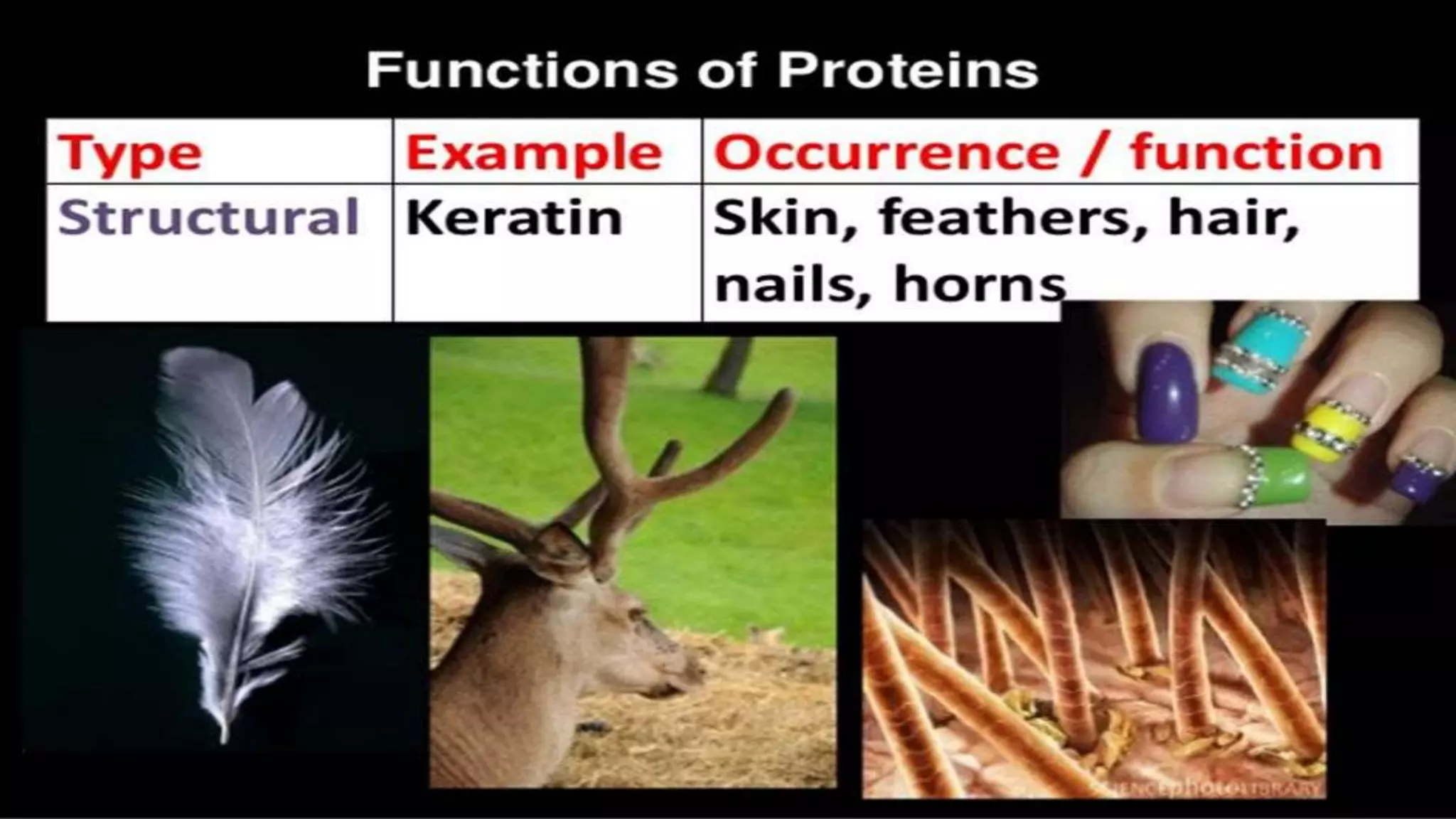 Biochem, topic 2 proteins, its structures and functions.pptx