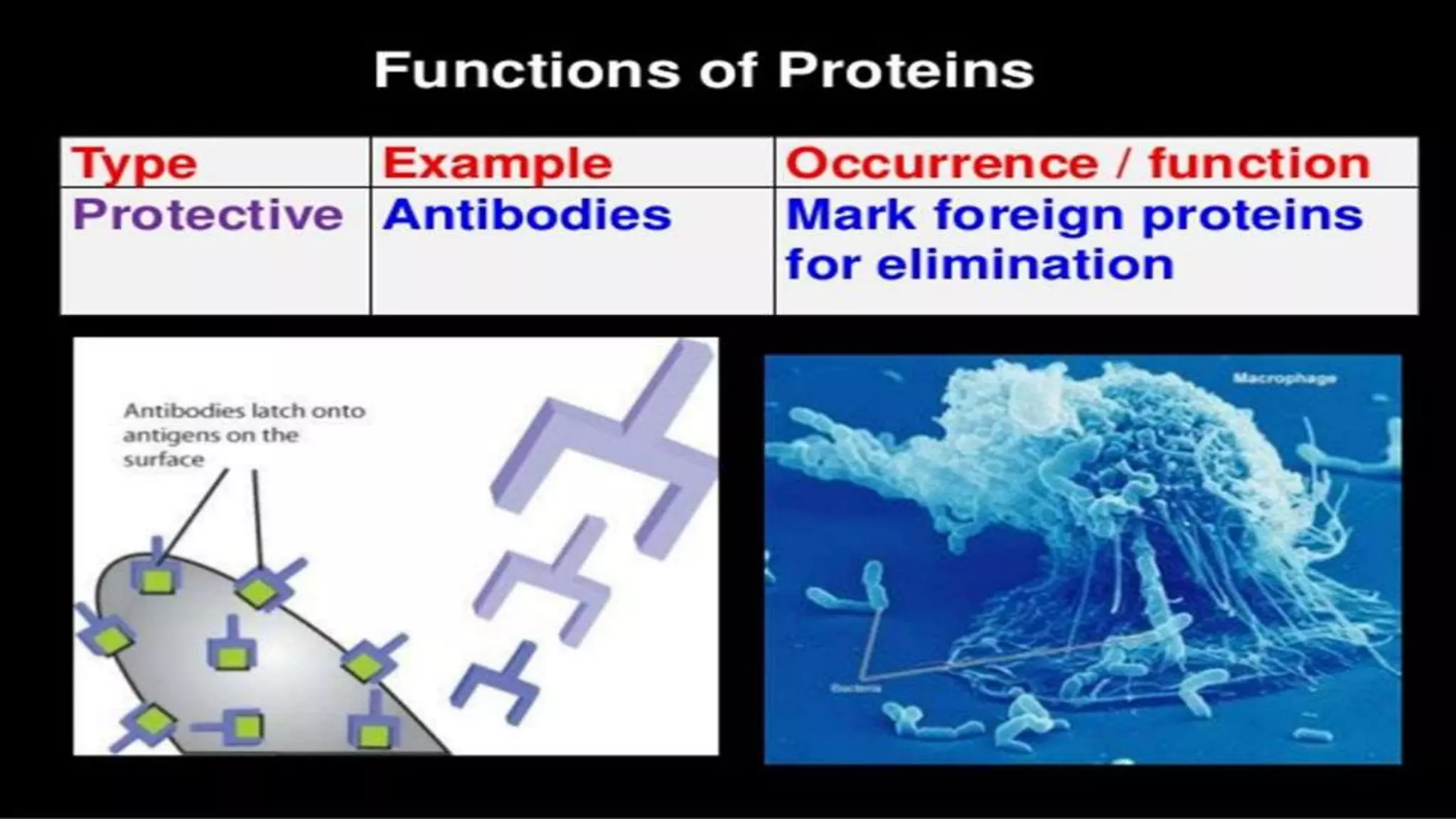 Biochem, topic 2 proteins, its structures and functions.pptx