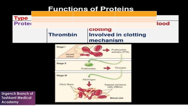 Biochem, topic 2 proteins, its structures and functions.pptx