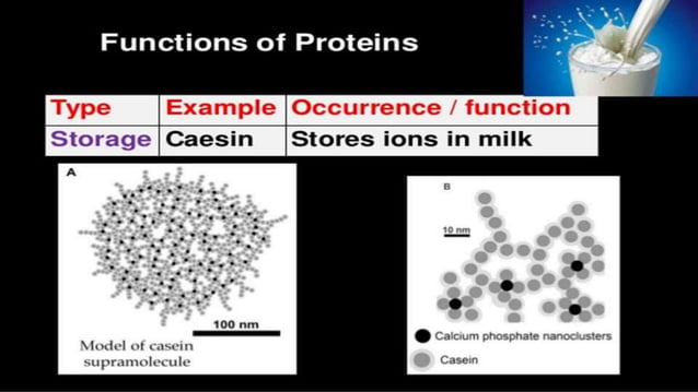 Biochem, topic 2 proteins, its structures and functions.pptx