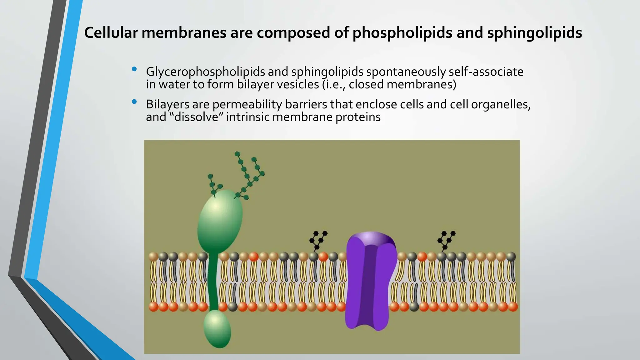 biochemXX.pptx