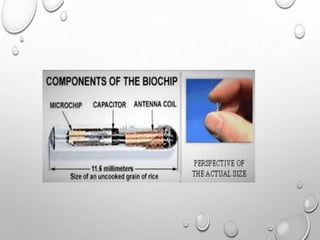 BIOCHIP | PPT