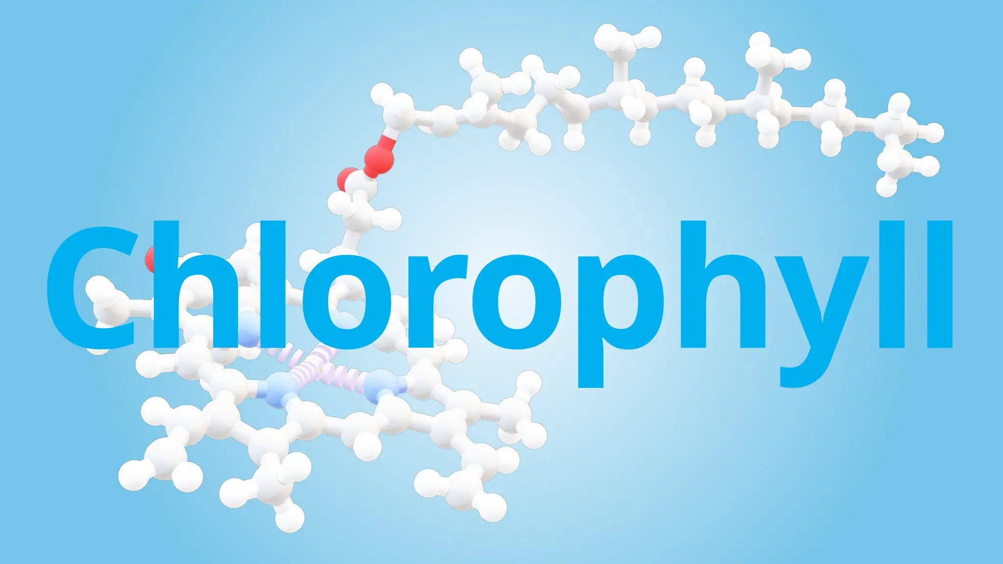 Chloroplasts (All the about Chloropyll). | PPTX