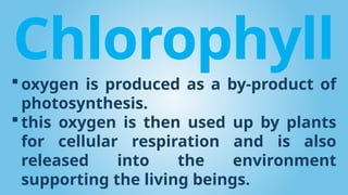Chloroplasts (All the about Chloropyll). | PPTX